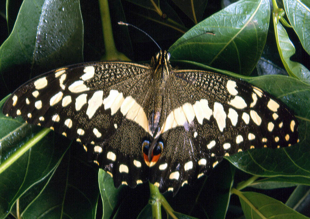 Bobiri Butterfly Sanctuary - Tourism in Ghana,Touring Ghana, Visiting Ghana